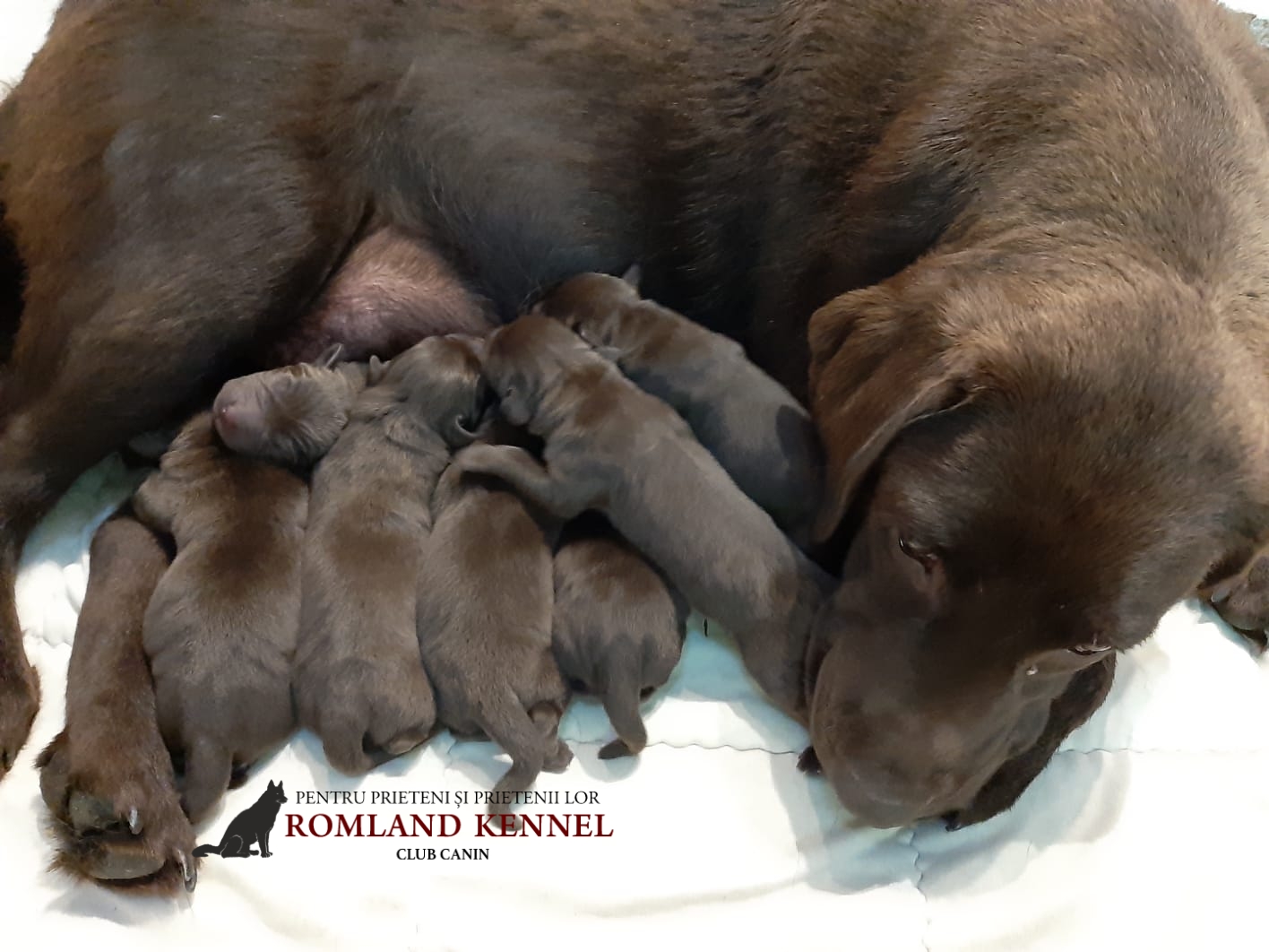 Pui Labrador Ciocolata si Labradori albi disponibli - Canisa Romland ...